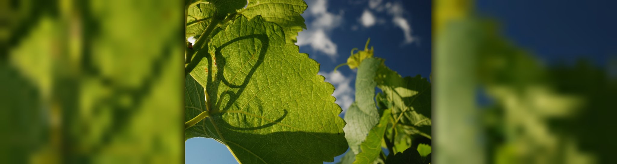 Tourismus & Kultur | Verbandsgemeinde Monsheim - Der Süden Rheinhessens